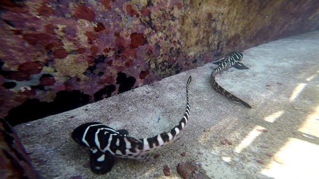 Virgin Birth: Zebra Shark Has Babies Without Mating | Live Science
