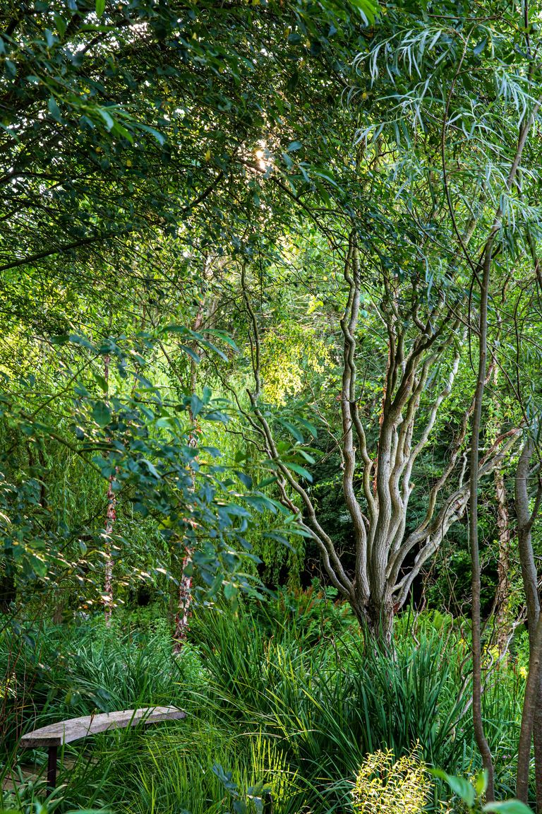 Woodland garden ideas: give your yard a leafy canopy | Homes and Gardens