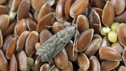 How to get rid of carpet moths — 5 easy, expert-approved methods | Tom ...