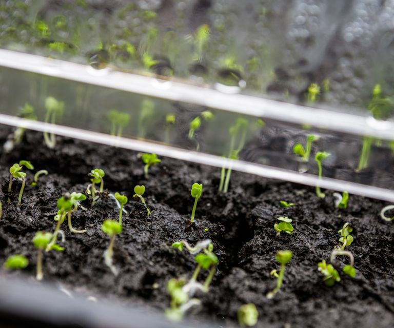 How to increase humidity for indoor plants: 5 expert methods | Homes ...