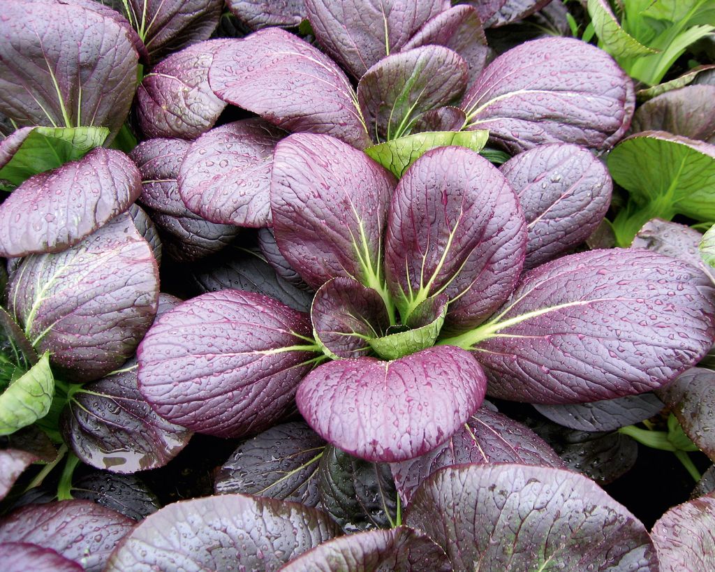 How to grow pak choi: expert planting, growing and care tips | Gardeningetc