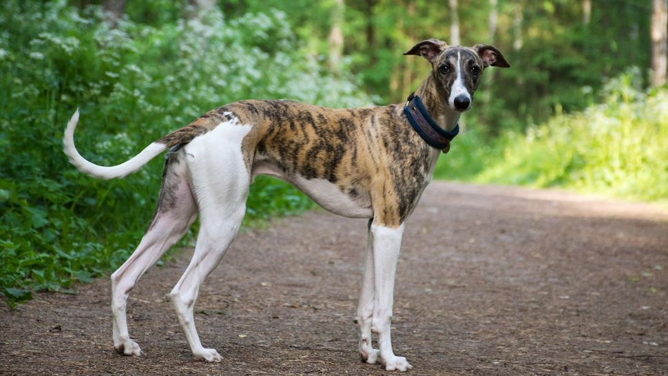 21 types of large breed dogs | PetsRadar