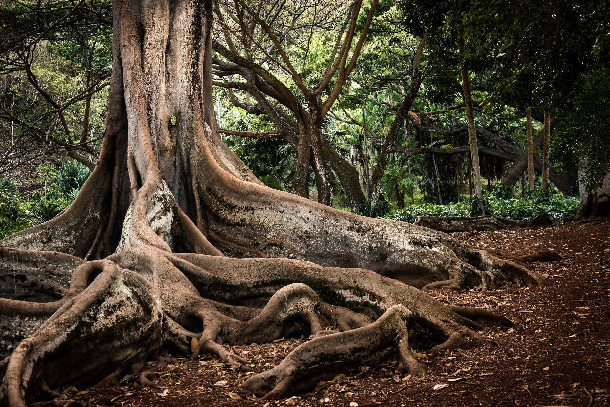 Country Life Today: The dying tree kept alive by its children | Country ...