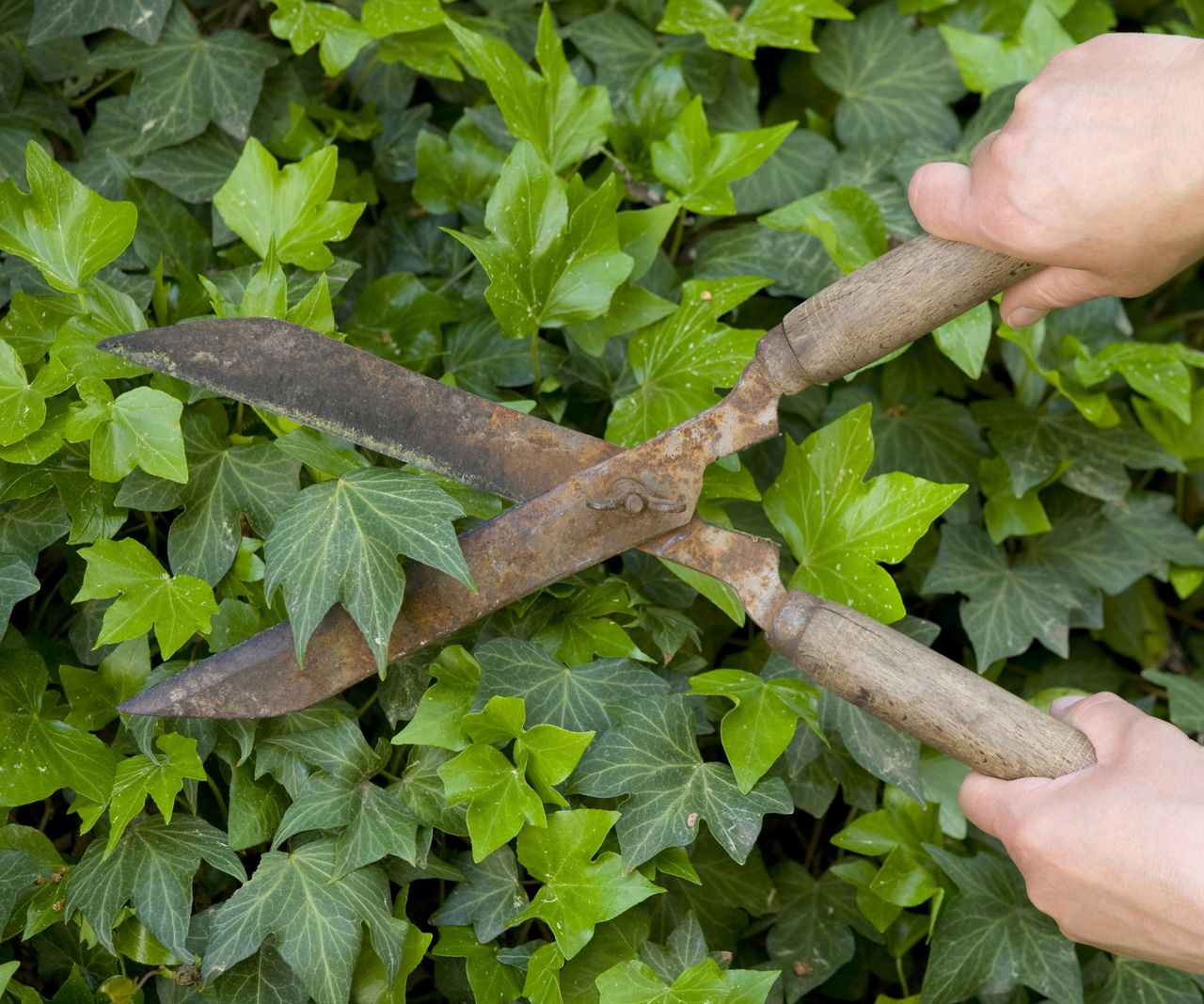 How to get rid of ivy on a fence: 3 simple steps | Homes and Gardens