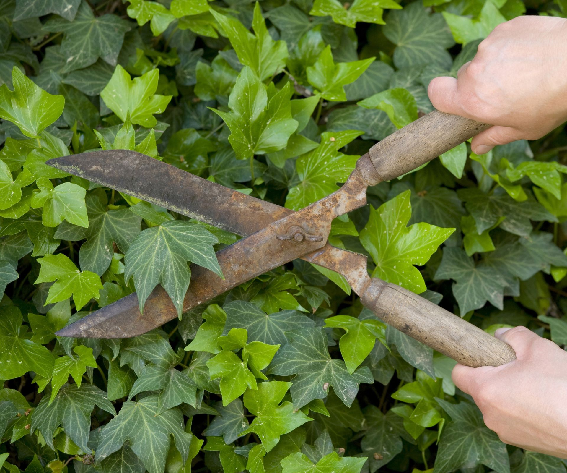 How to get rid of ivy on a fence: 3 simple steps | Homes and Gardens
