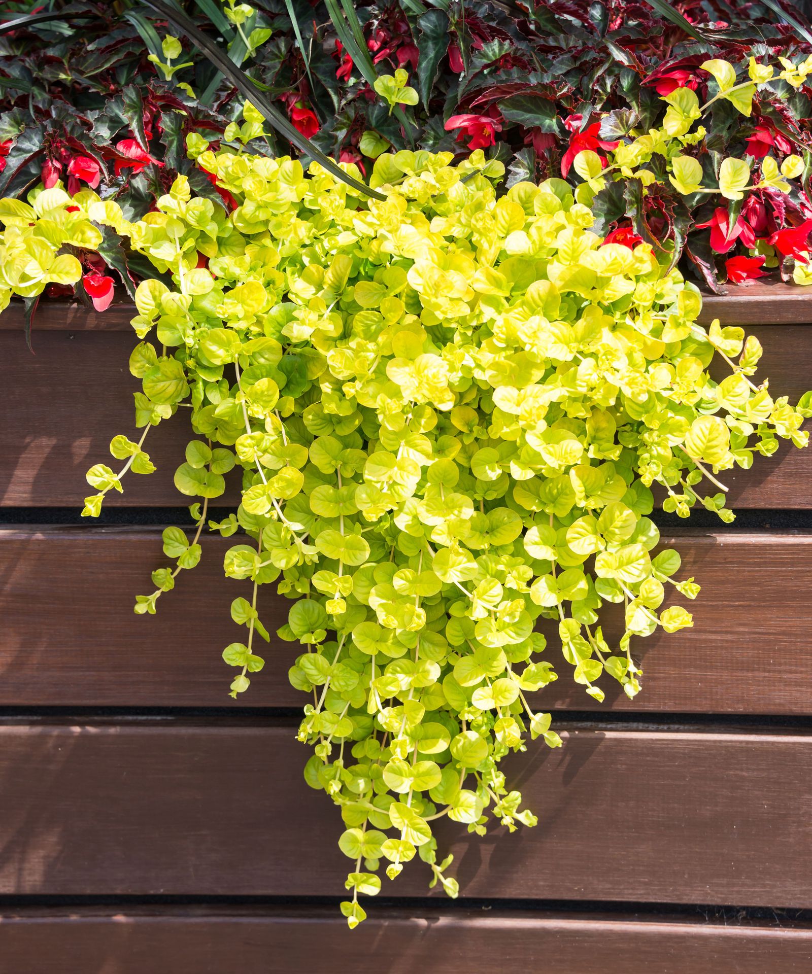 Cascading Plants That Spill Over Pots, Beds, Walls & Borders ...
