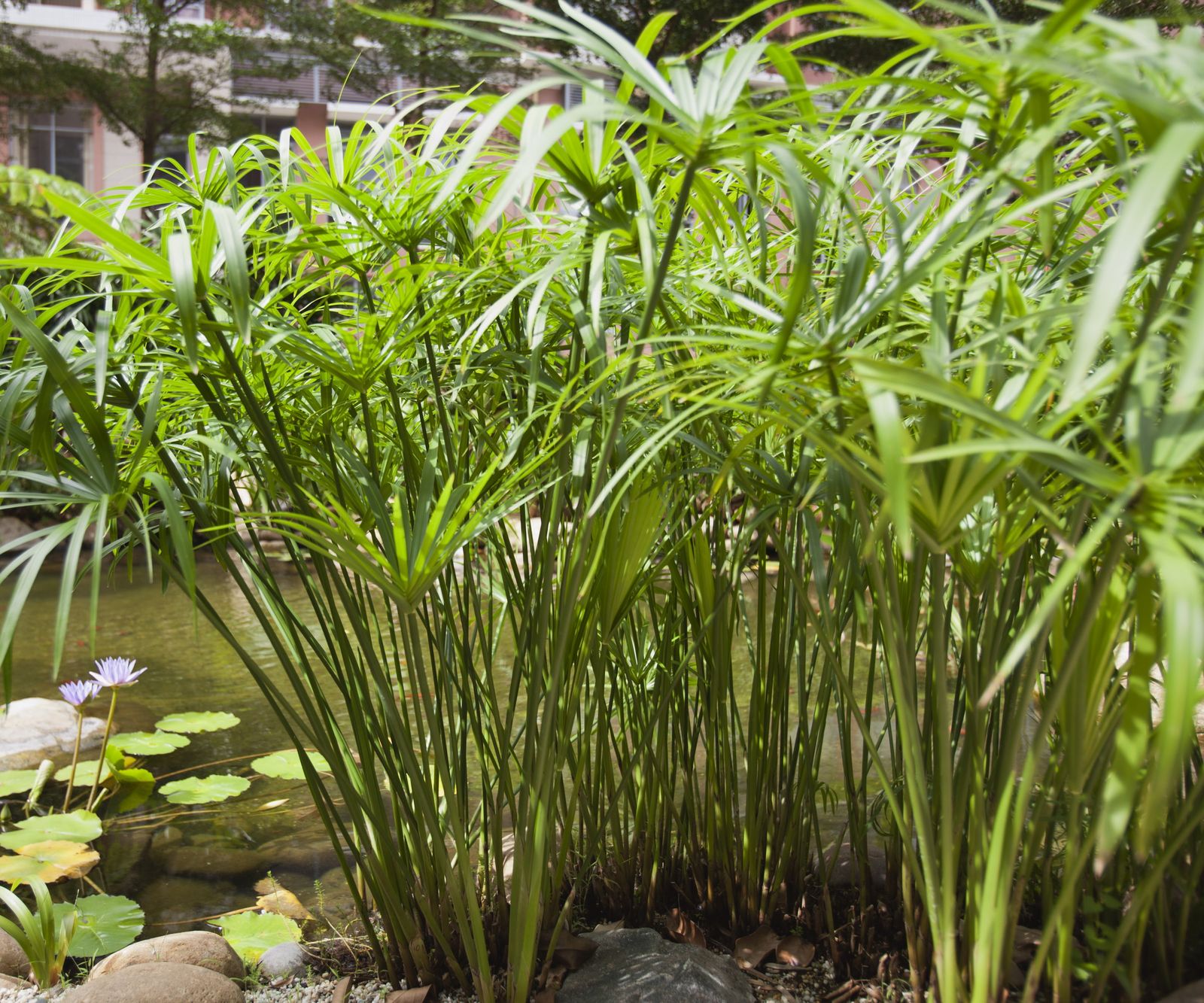 How to grow papyrus - a historic moisture-loving plant | Homes and Gardens