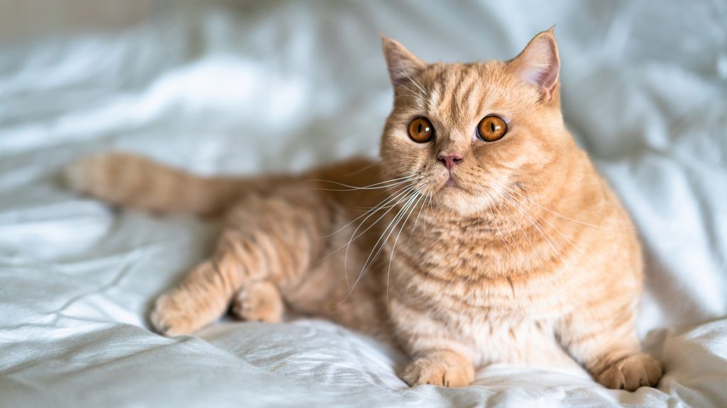 Types of small-breed cats that will always look like kittens | PetsRadar