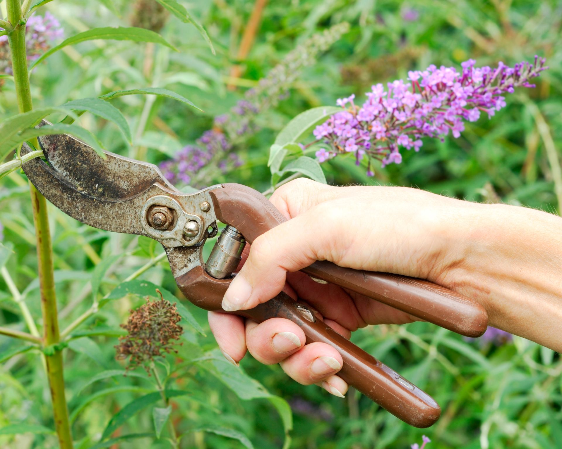 How to prune buddleia: the best methods | Homes and Gardens