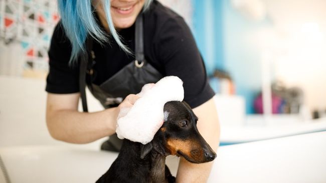 How to groom a dog: A vet's guide to grooming at home | PetsRadar