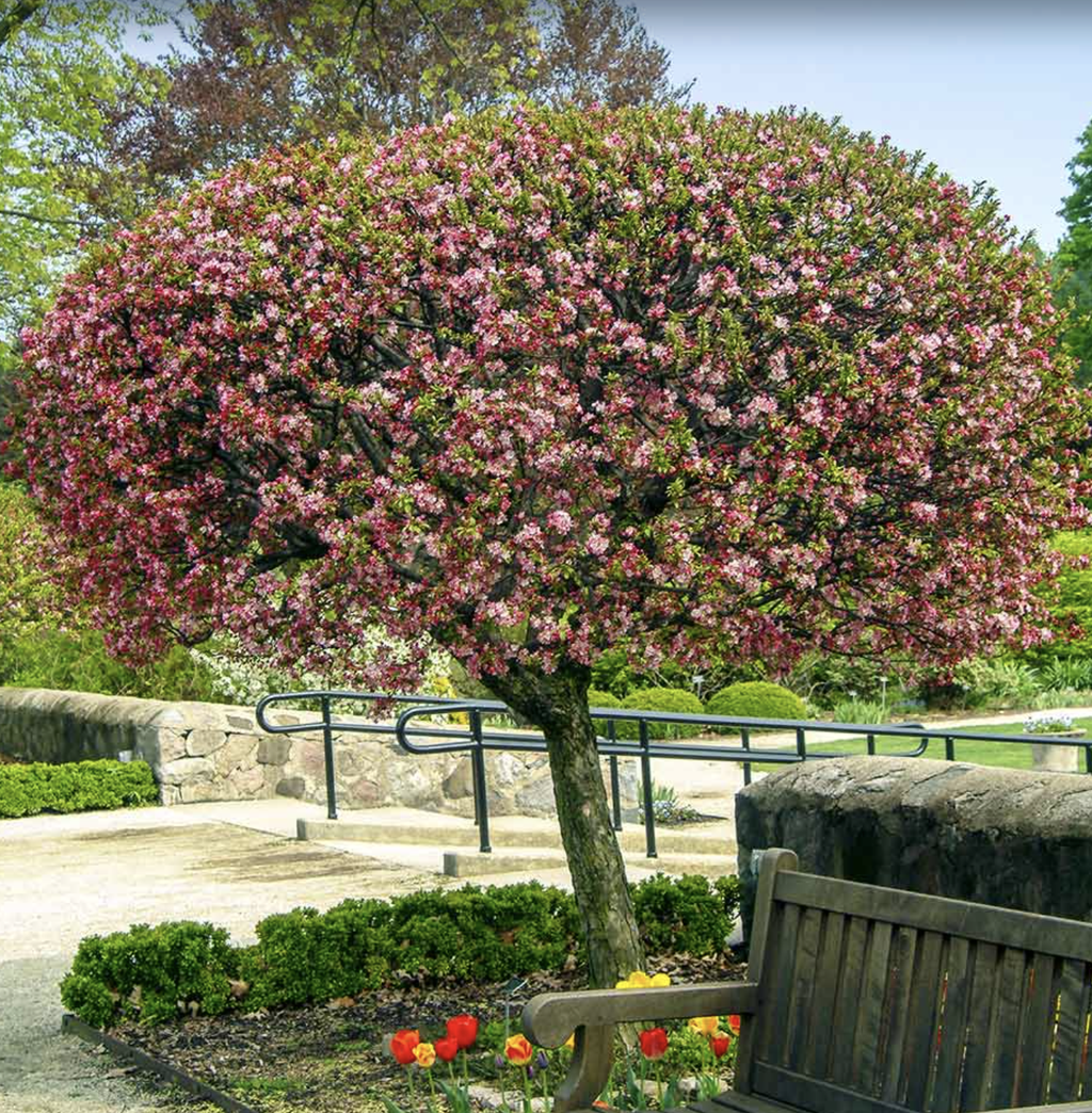 The 8 best trees to bring songbirds to your backyard | Livingetc