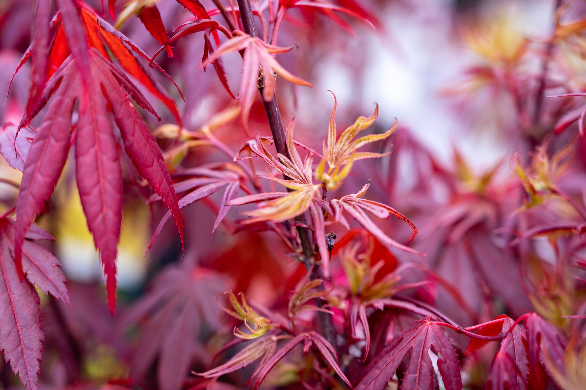 Japanese maple trees: a guide to popular acers | Country