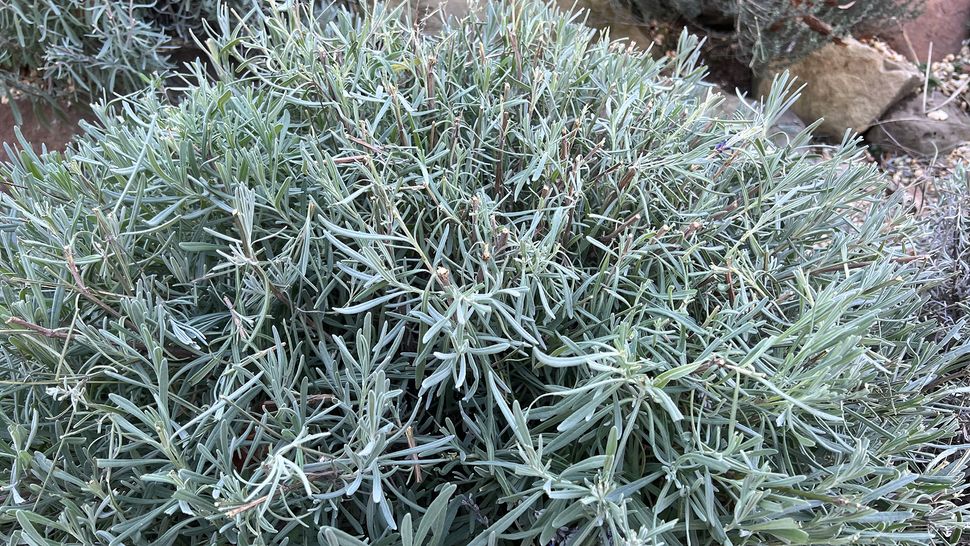 How to extend the life of your lavender — experts share their tips ...