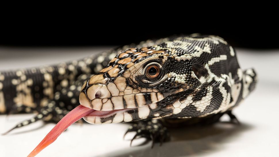 32 different types of reptile you can keep as a pet | PetsRadar
