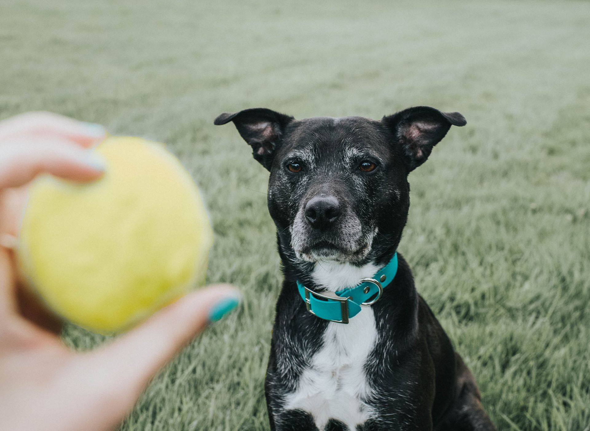 How to stop your dogs waking up too early, by top trainer Ben Randall ...