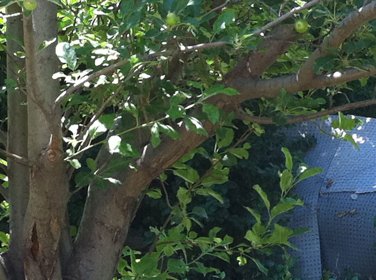 iPhone 4 features: Hands-on with 5 megapixel, front-facing, and 720p ...