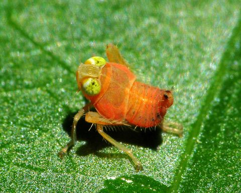 No Creepy Crawlies Here: Gallery of the Cutest Bugs | Live Science