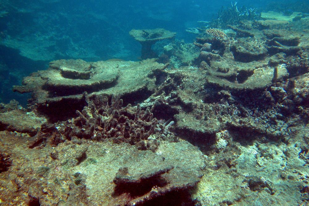 Image Gallery: Great Barrier Reef Through Time | Live Science