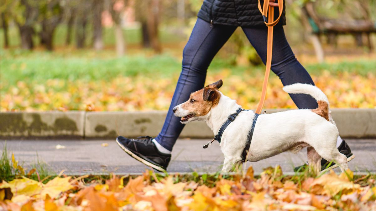 32 tips for busy dog owners | PetsRadar