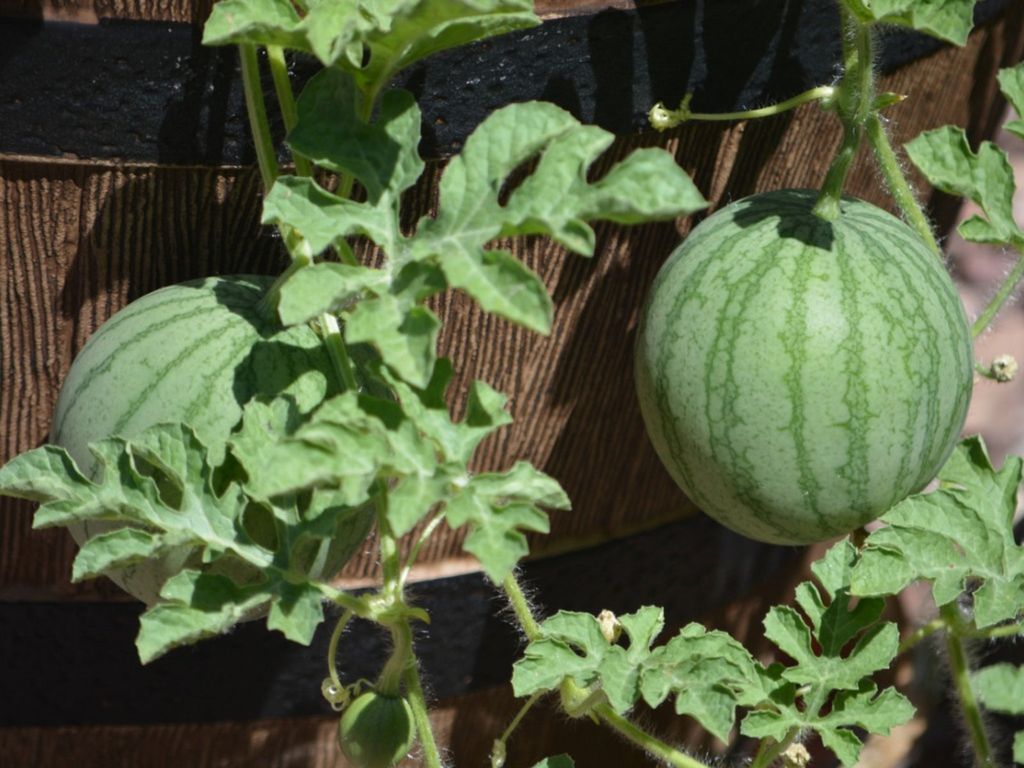 Container Watermelons: How To Grow Watermelon In Containers | Gardening ...
