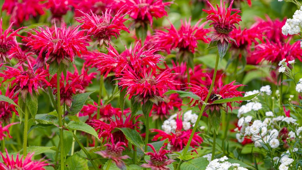 What is deadheading and why is it so important for plants? | Homes and ...