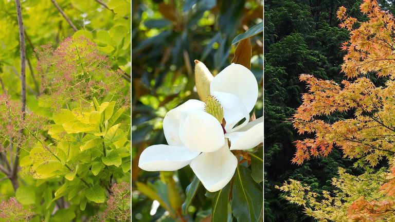 Best privacy trees for small backyards: 10 compact choices | Homes and ...