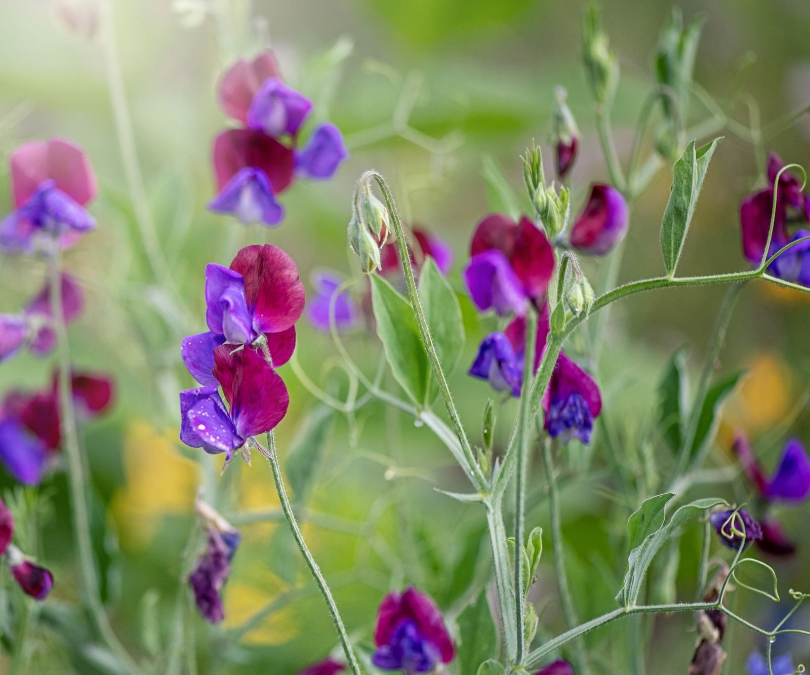 Sweet pea varieties: 9 captivating blooms to grow | Homes and Gardens