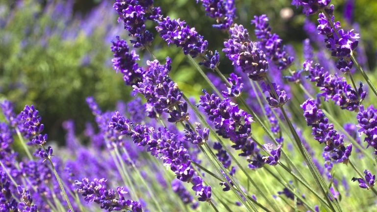 Best fragrant evergreens: expert-approved scented planted | Homes and ...