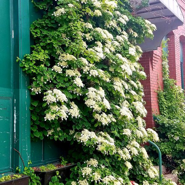 How to grow climbing hydrangeas: for shade-tolerant flowers | Homes and ...