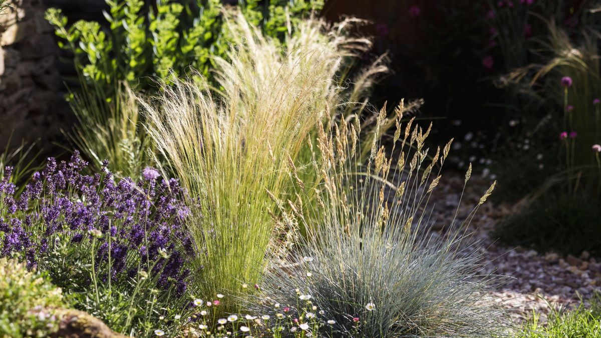 How to care for native grasses | Homes and Gardens