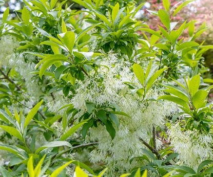 Best fragrant trees: recommended by gardening pros | Homes and Gardens