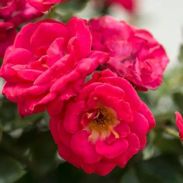 How to grow miniature roses for compact blooming shrubs | Homes and Gardens
