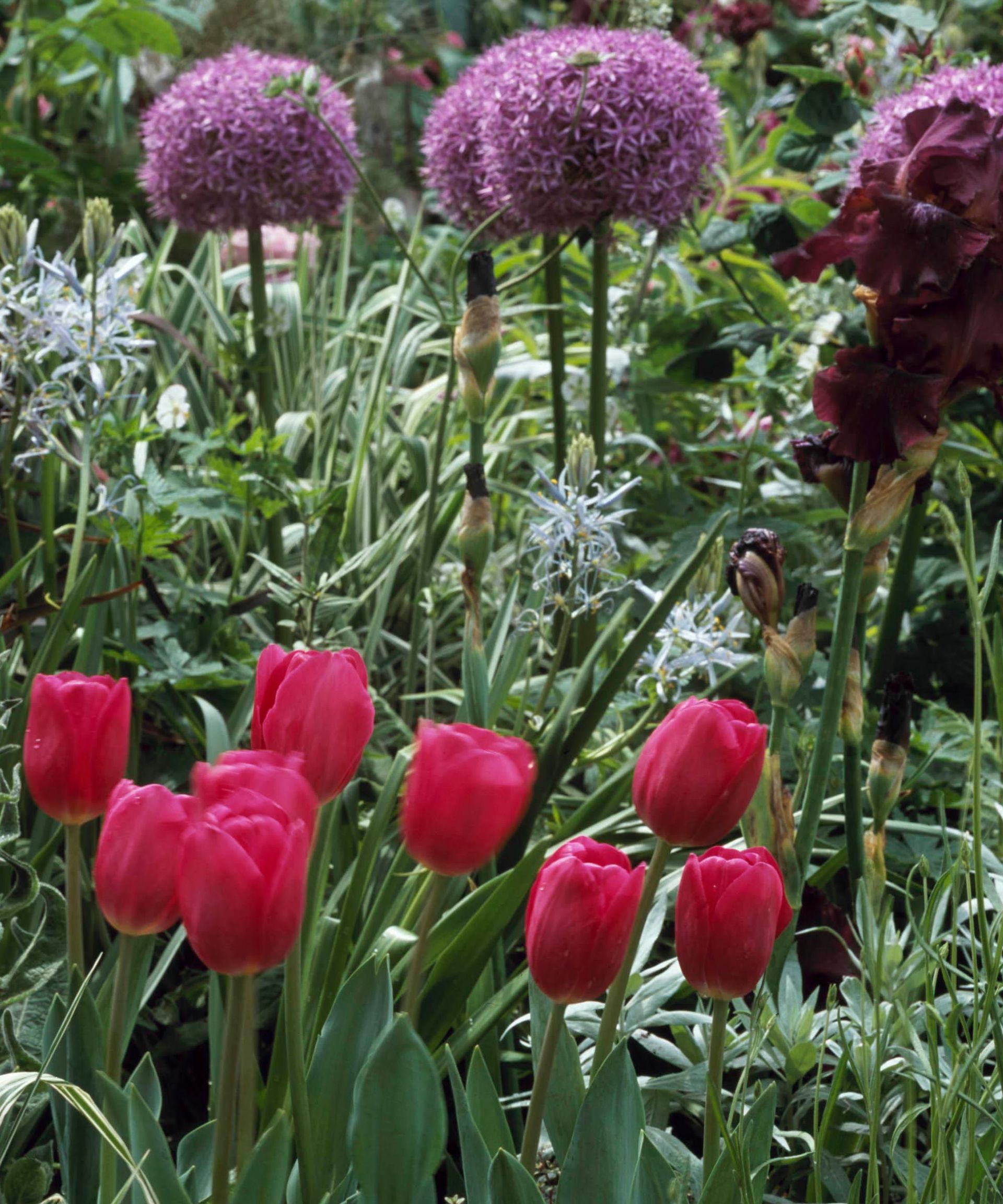 When and How to Divide Bulbs to Rejuvenate Spring Displays | Homes and ...