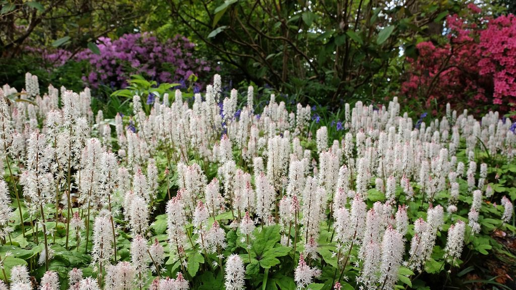 How to grow wild ginger: native ground cover plants | Homes and Gardens