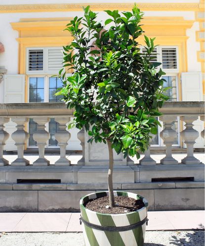 How to get a lime tree to fruit: 3 expert tips | Homes and Gardens