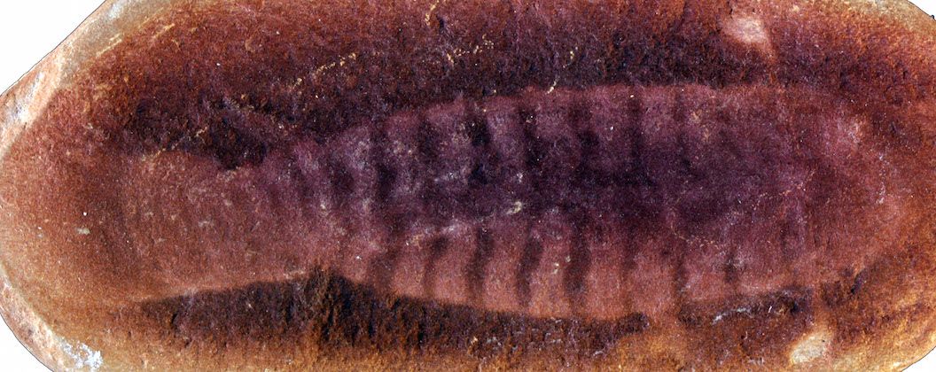 Photos: Ancient Tully Monster's Identity Revealed | Live Science