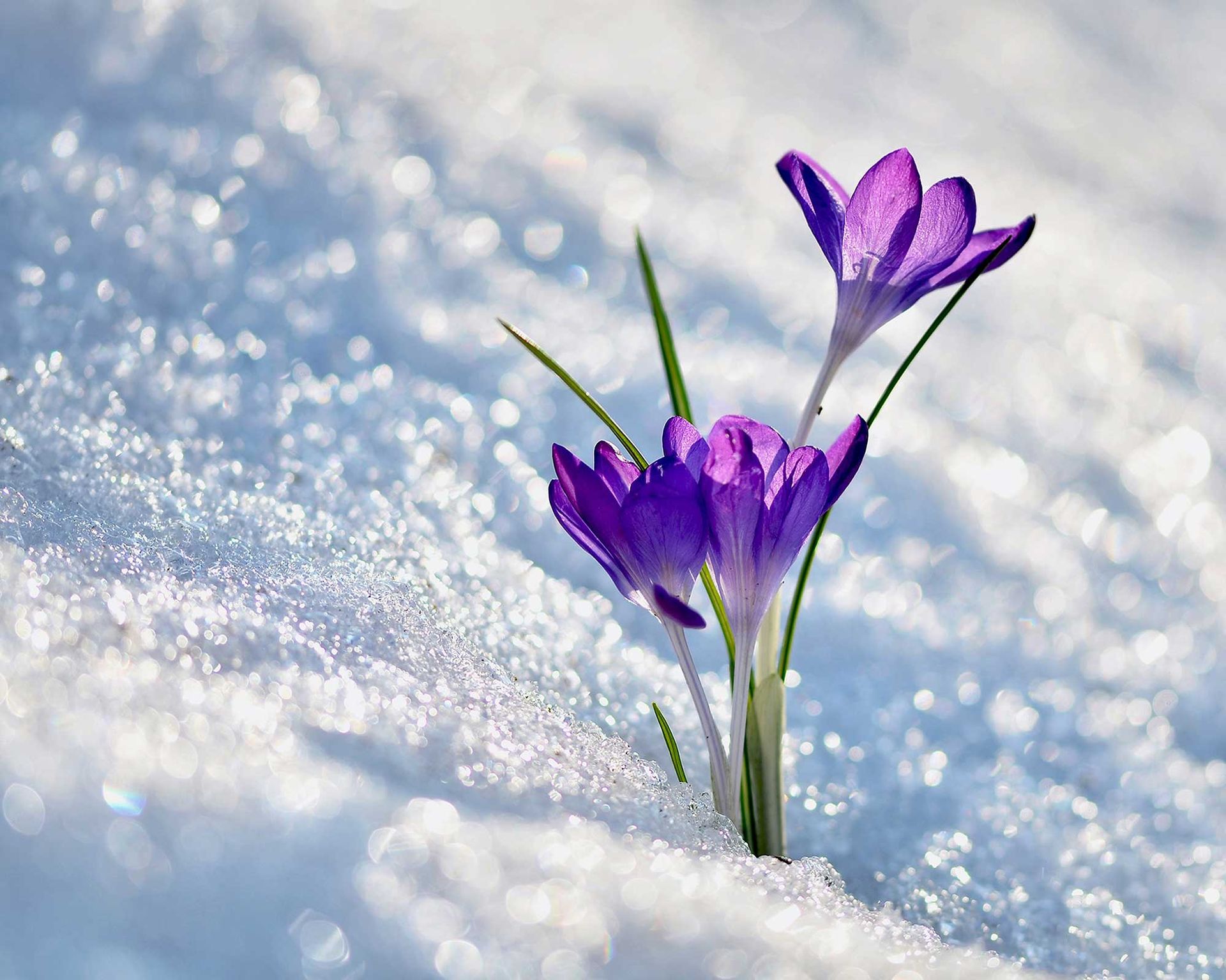 How to protect bulbs from frost: tips for brilliant blooms no matter ...