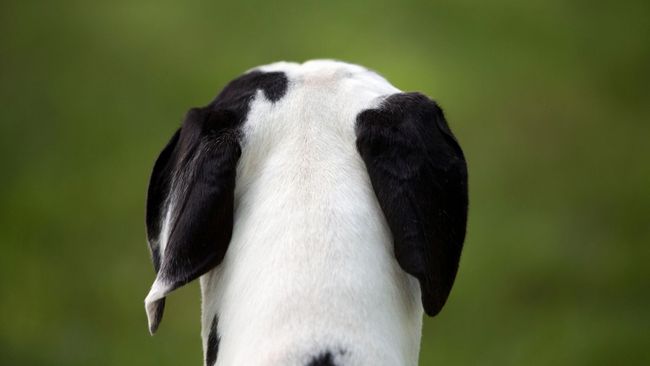 32 quick and easy tricks to teach your dog | PetsRadar