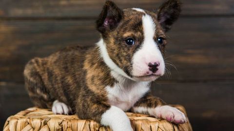Brindle dog breeds with distinctive tiger-striped markings | PetsRadar