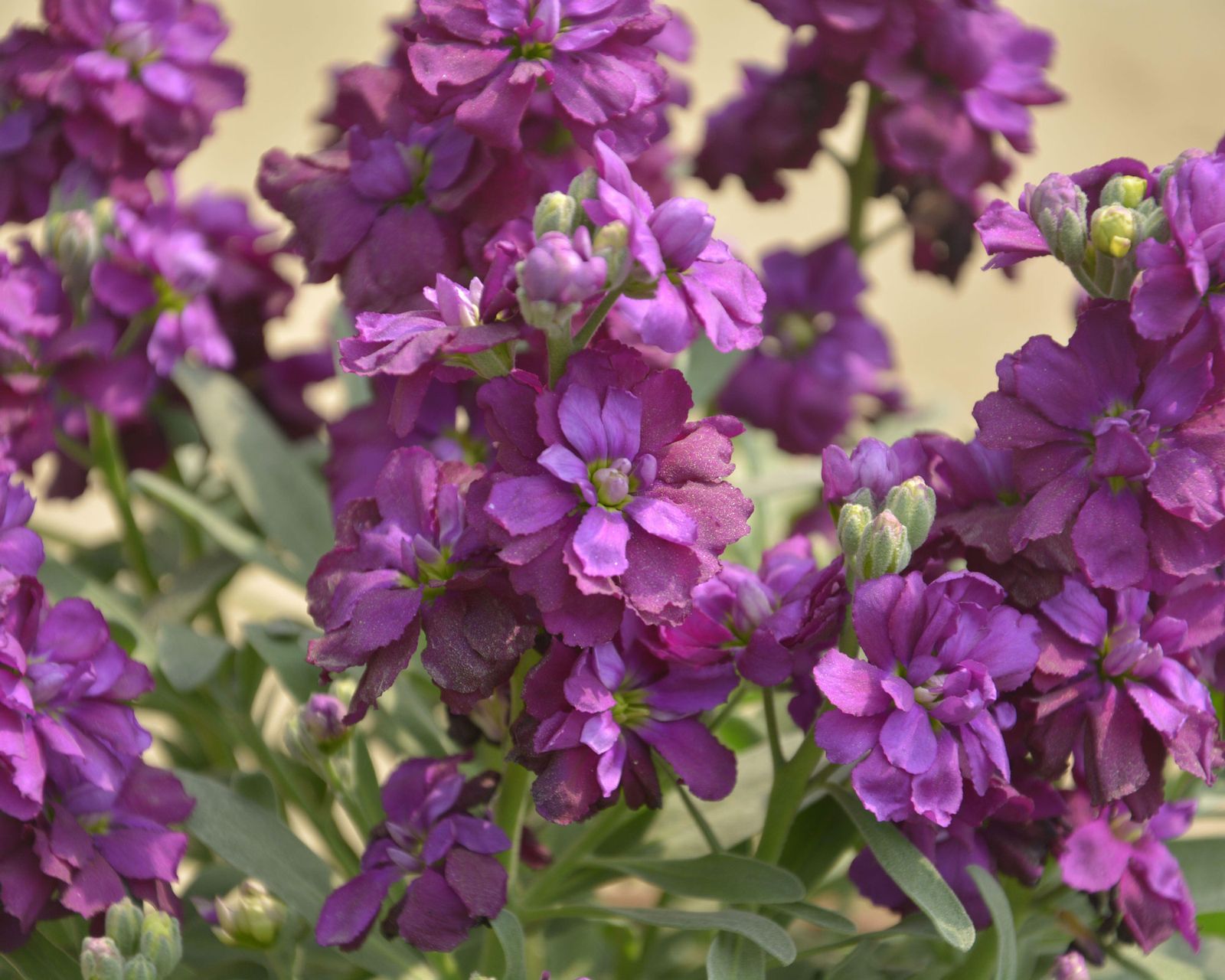 Night-scented plants: 10 to grow in an entertainment garden | Homes and ...
