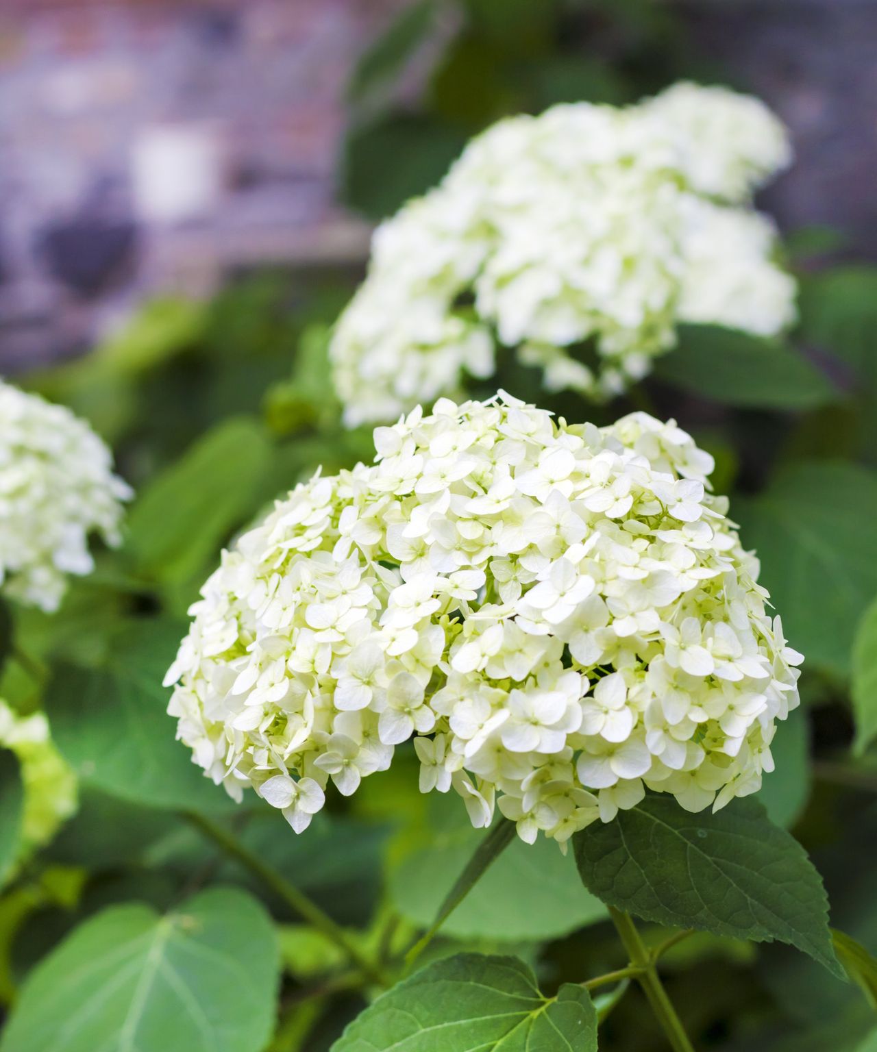Should I cover hydrangeas for spring frost? Experts advise | Homes and ...