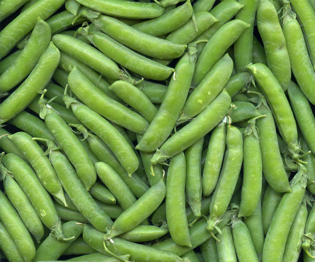 When to harvest snap peas and how to do it properly | Homes and Gardens