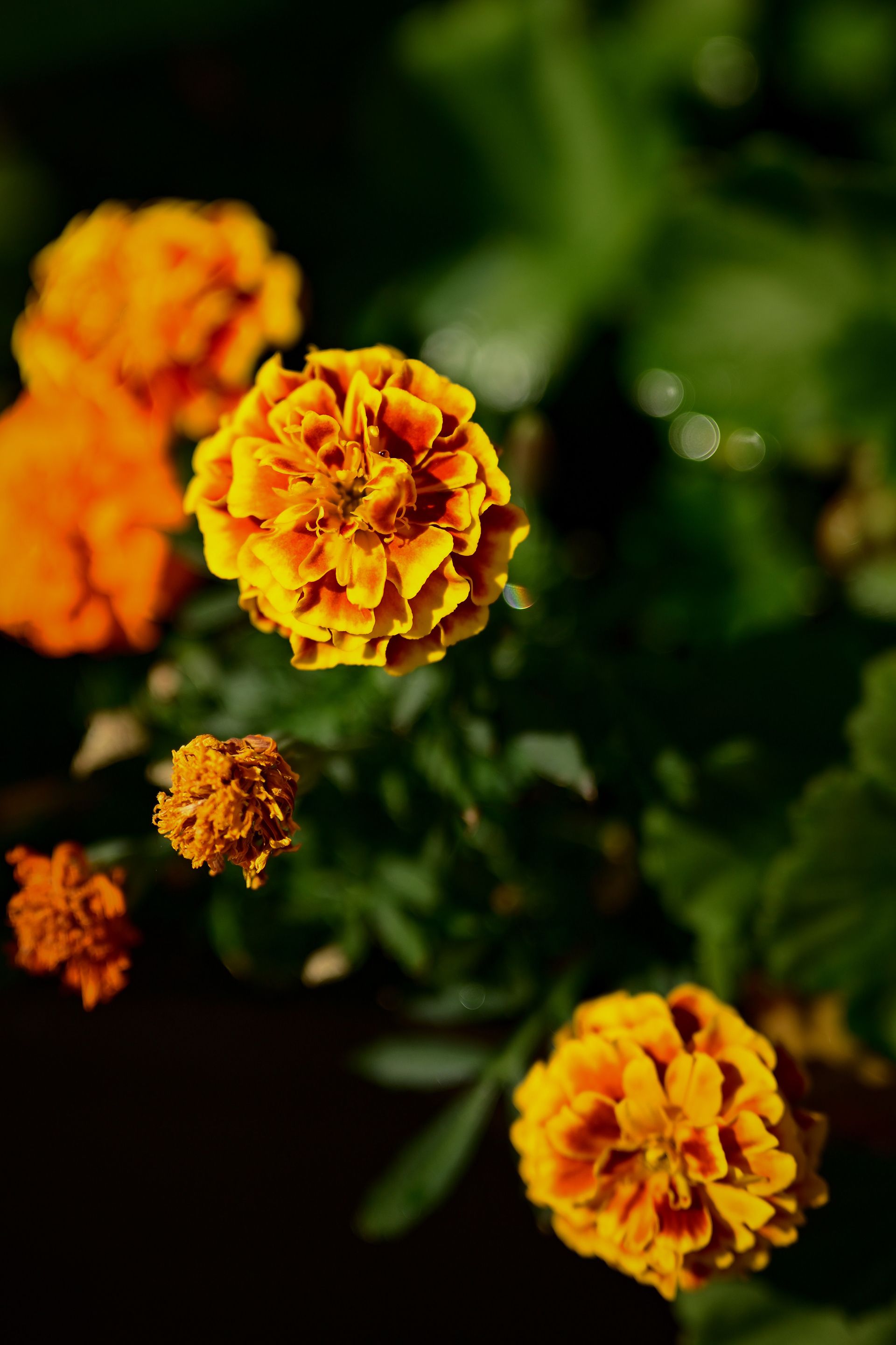 How to grow marigolds from seed | Homes and Gardens