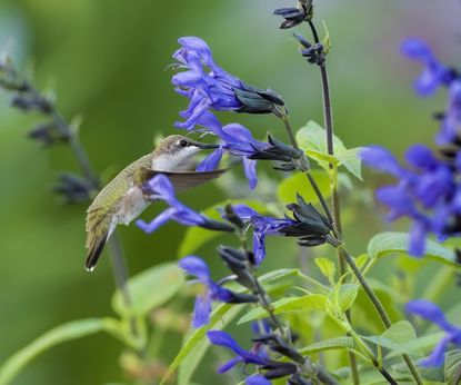 Why gardeners should grow salvia: the reliable perennial | Homes and ...
