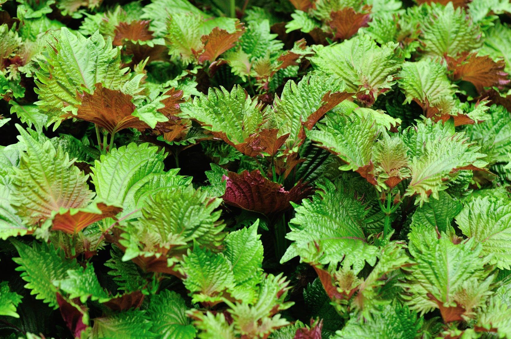 What Is A Shiso Herb: Tips For Growing Perilla Mint Plants | Gardening ...
