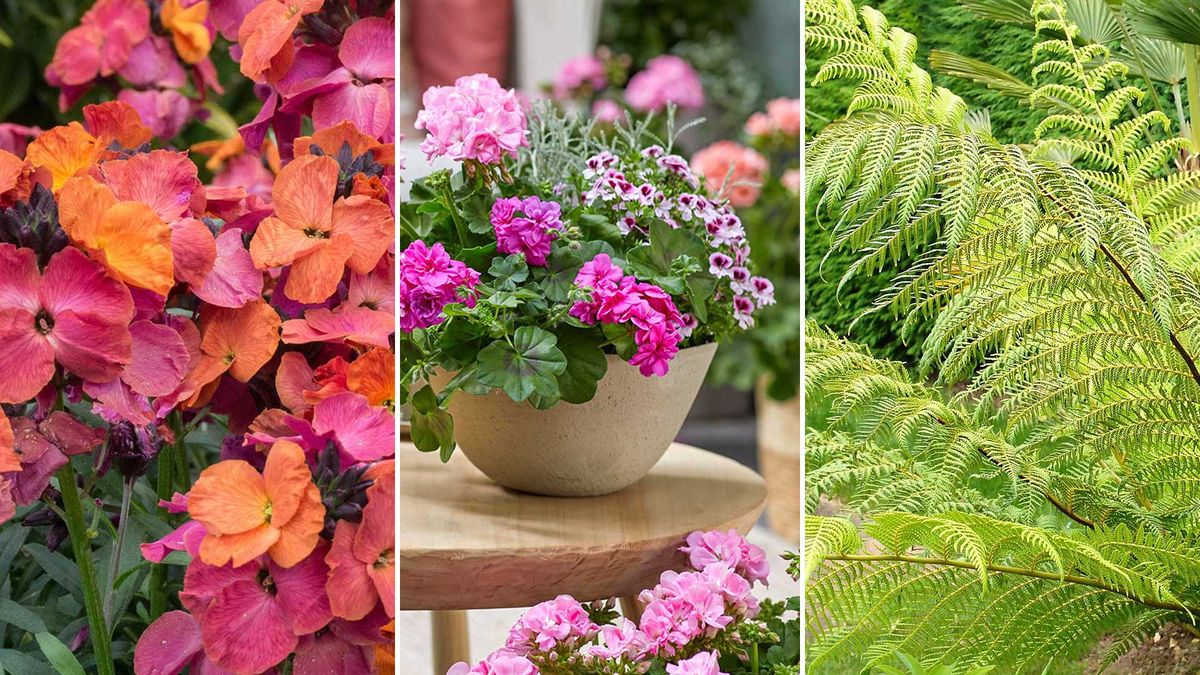 Patio container plants: 8 ideas for your outdoor space | Woman & Home