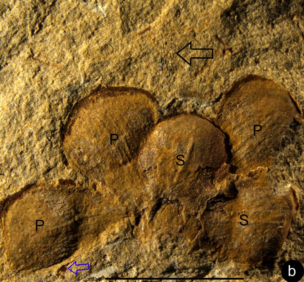 Controversy Blooms Over Earliest Flower Fossil | Live Science