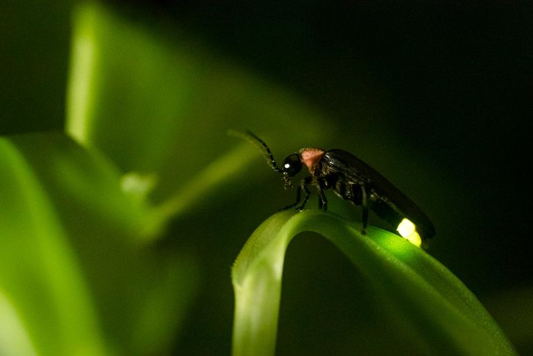 Do Fireflies Kill Pests: Learn About Lightning Bugs As Pest Management ...