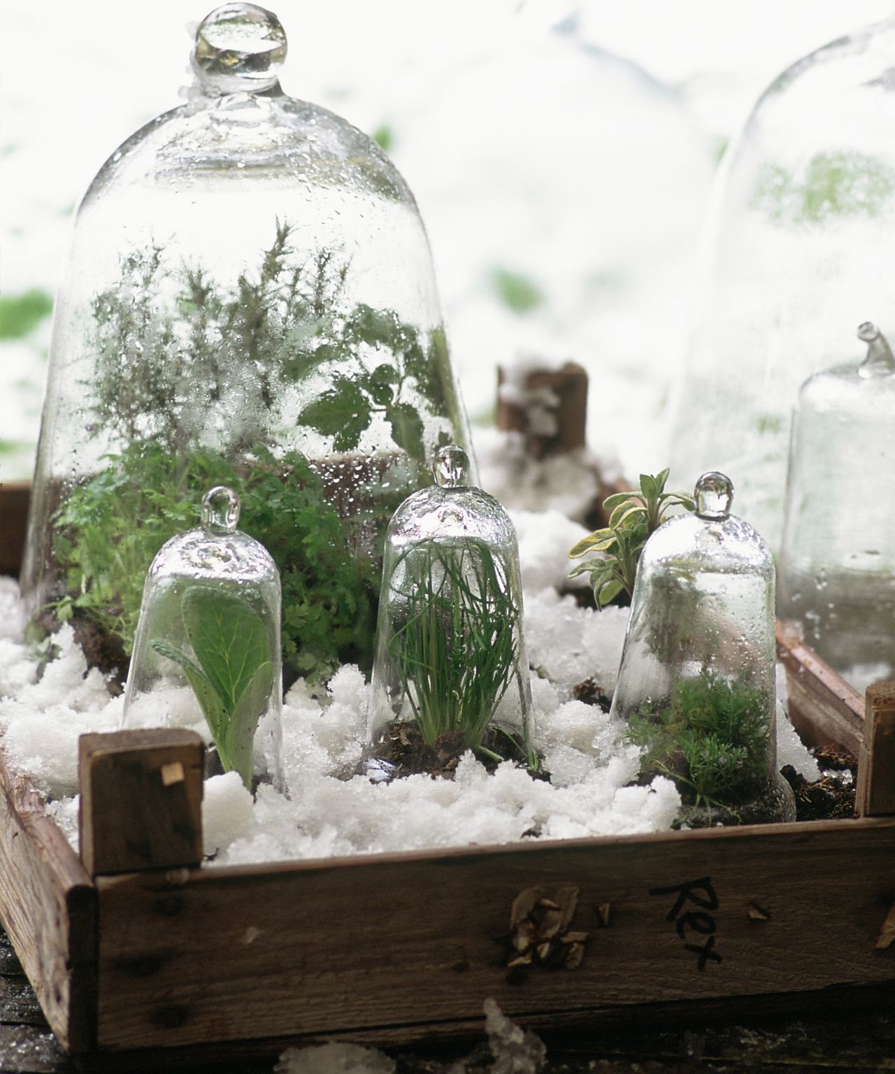 How to protect plants from frost: 12 quick and easy methods | Homes and ...