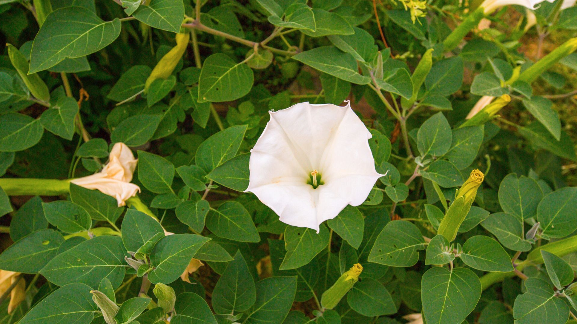 Care For Moonflowers - How To Grow A Moonflower Vine | Gardening Know How